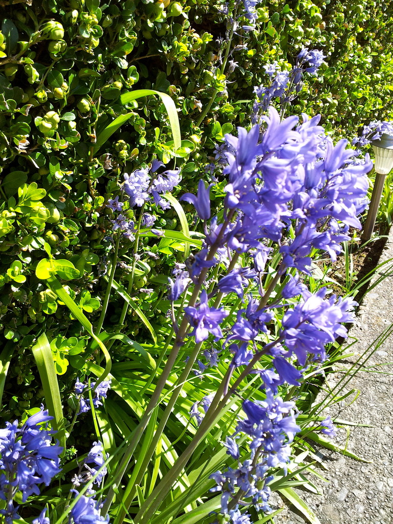 Hybrid bluebell from King County, US-WA, US on May 15, 2012 by ballev ...