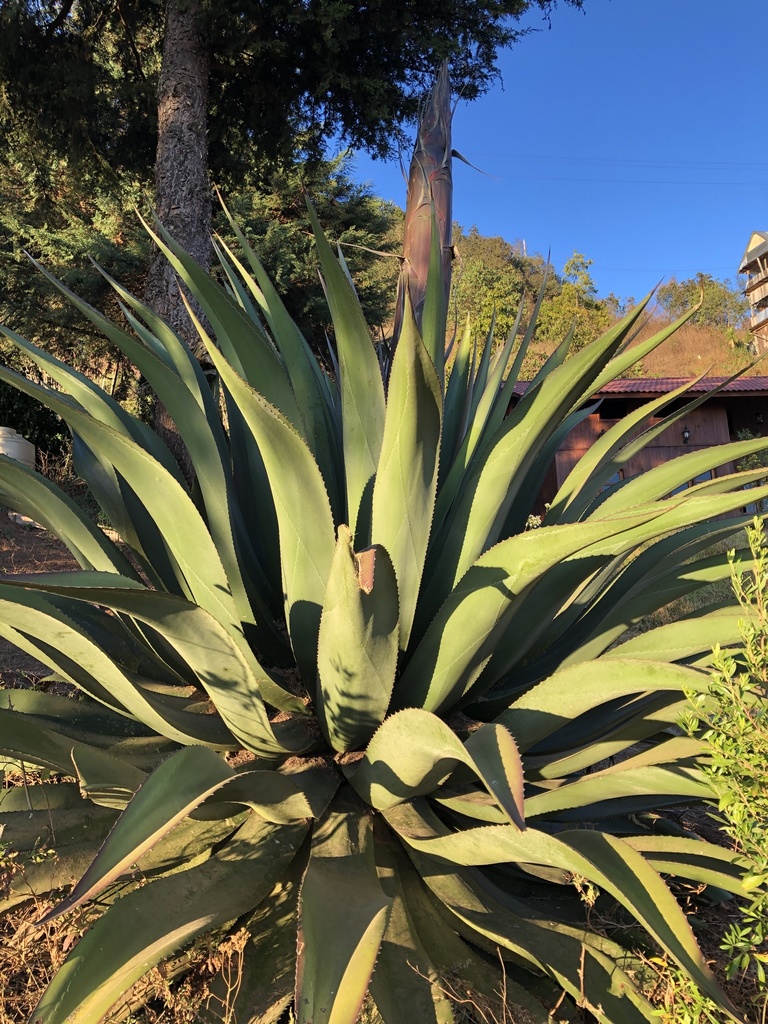 pulque agave from Carretera San José del Pacífico-San Marcial ...