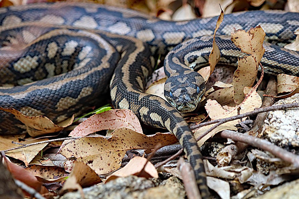 Jungle Carpet Python from Wondecla QLD 4887, Australia on November 25 ...