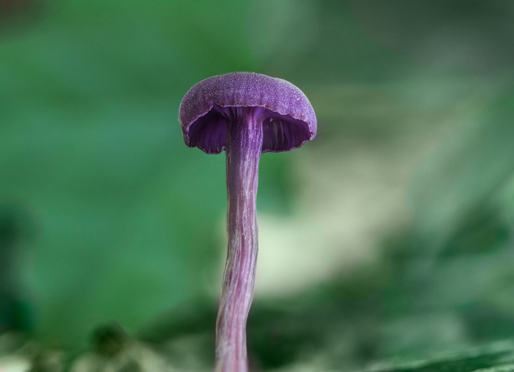 Amethyst Deceiver in September 2020 by Jules Amanita · iNaturalist