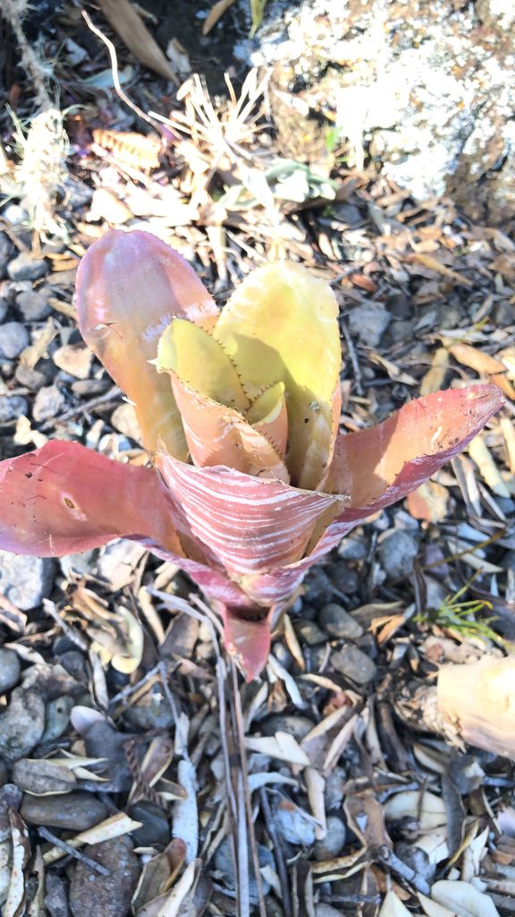 flowering plants from Manukau, NZ-AU, NZ on March 24, 2021 at 09:56 AM ...