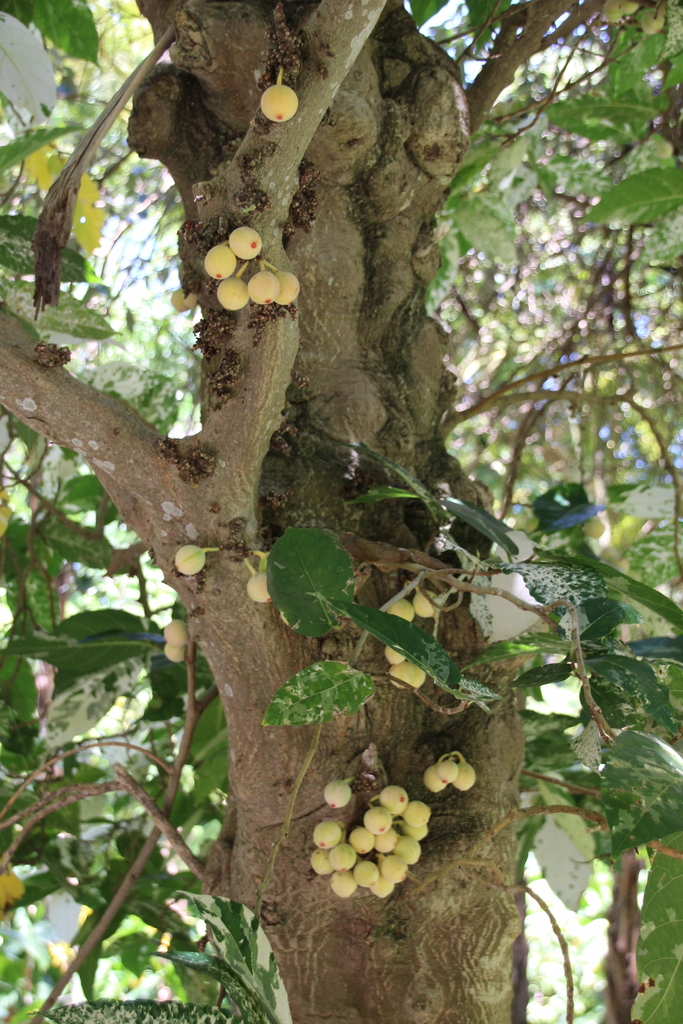 Ficus aspera parcellii from Calle Retama, 2, 38400 Puerto de la Cruz ...