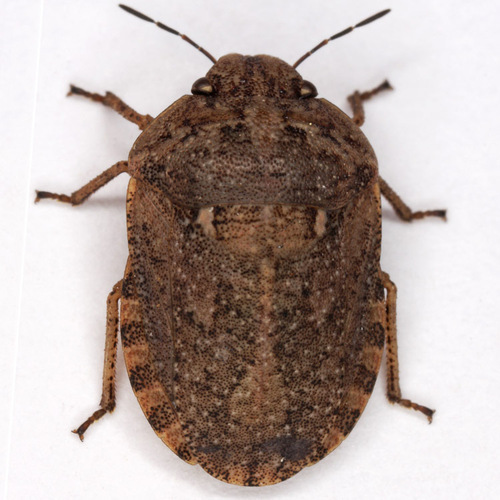 Eurygaster amerinda · iNaturalist