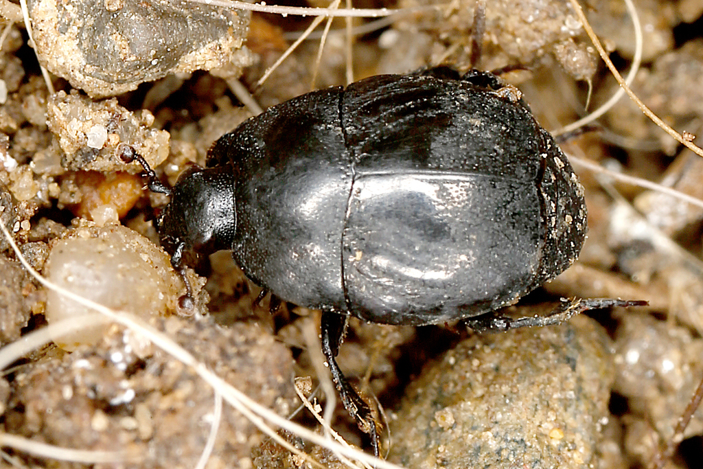 Saprinus semistriatus from 2304 Orth an der Donau, Österreich on August ...
