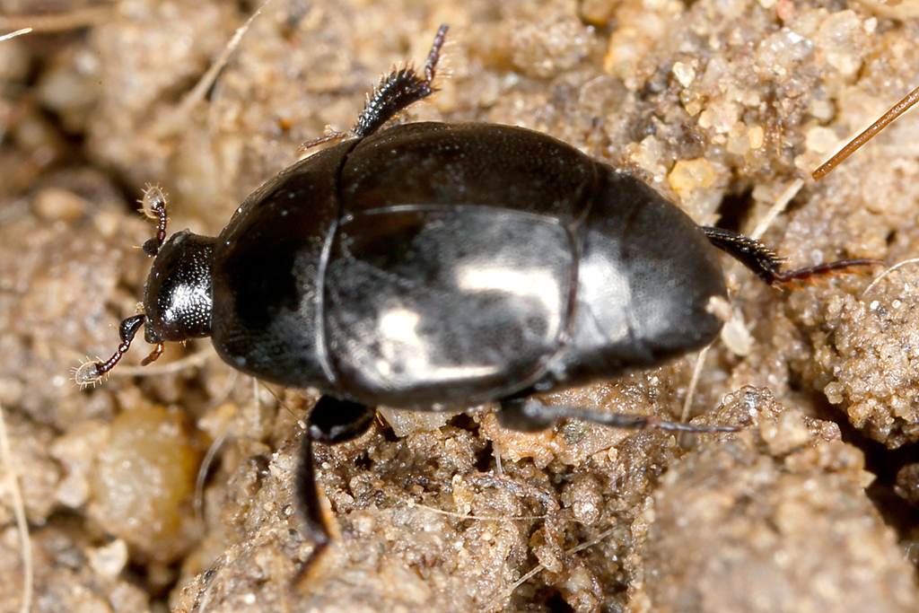 Saprinus semistriatus from 2304 Orth an der Donau, Österreich on August ...