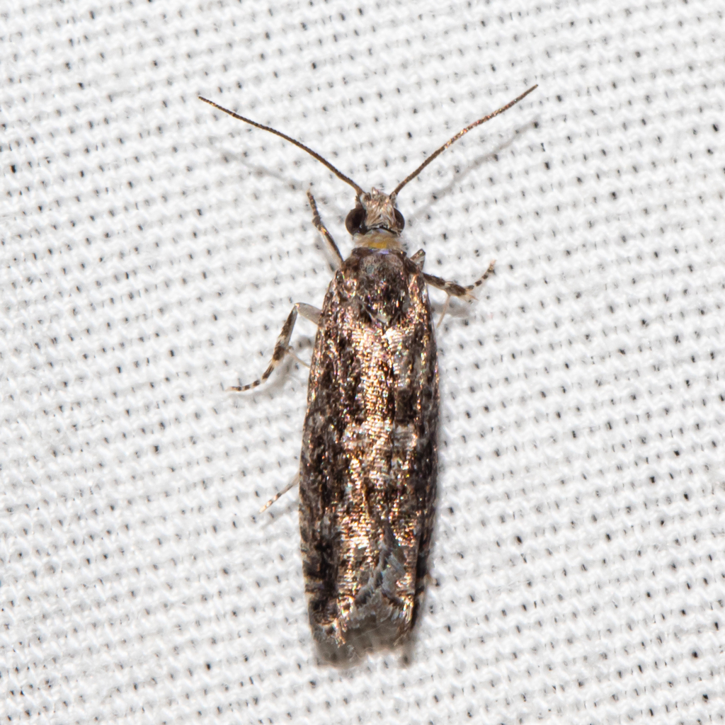 Carrier Moth from Anne Arundel County, MD, USA on March 23, 2021 at 09: ...