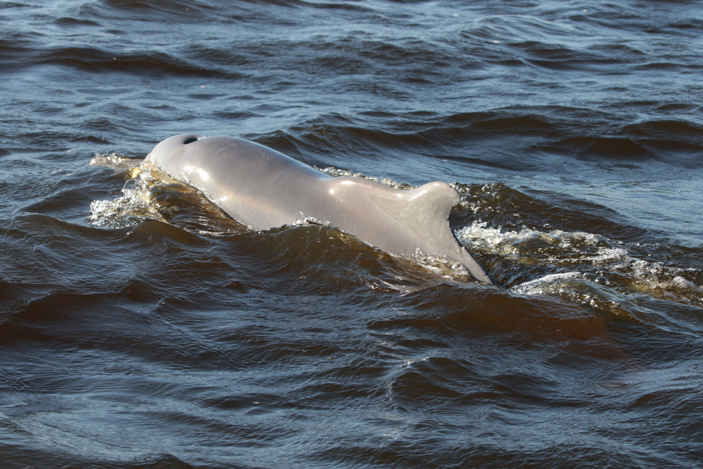 Indian Humpback Dolphin in March 2021 by james h. 3 or 4 seen in the ...