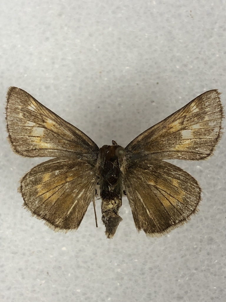 Ottoe Skipper in August 2003 by cuthrelld · iNaturalist