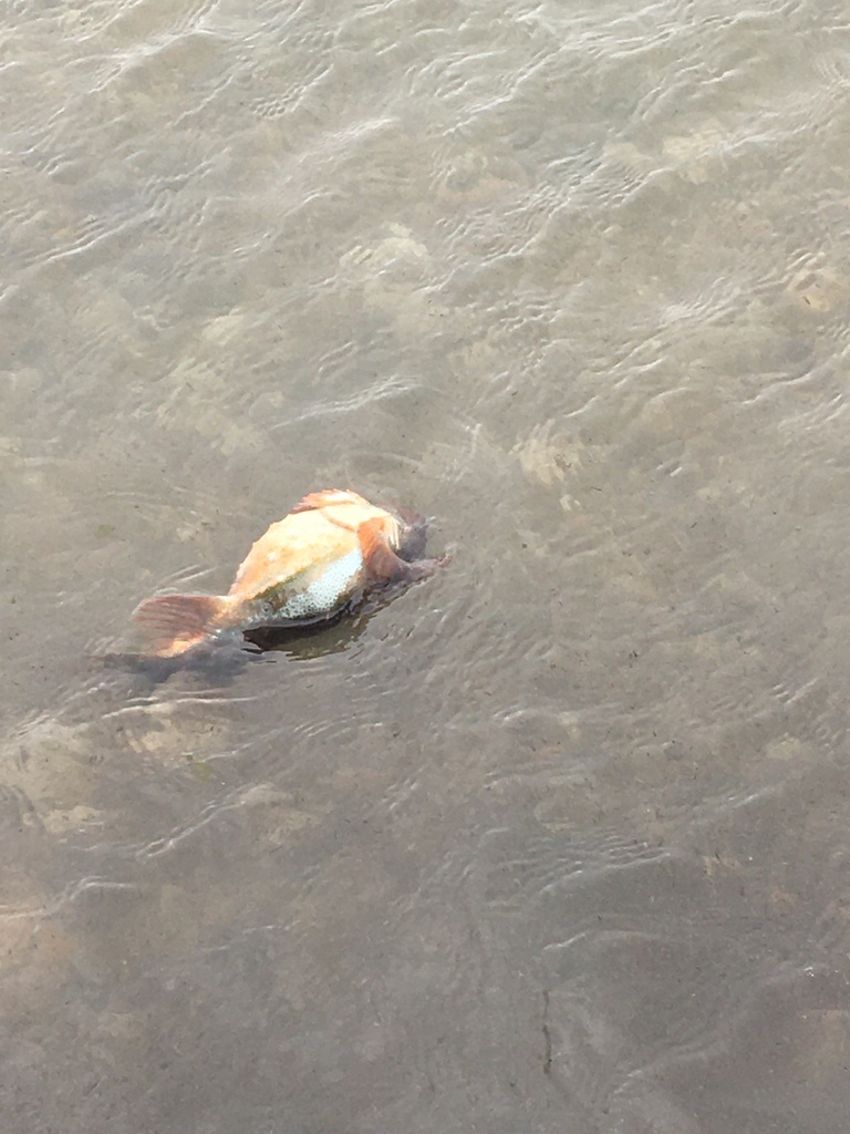 Lumpfish from Nissum Bredning, Thyholm, Midtjylland, DK on March 22 ...