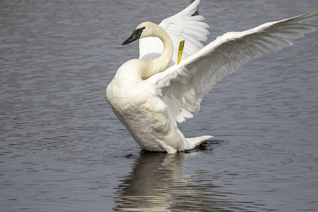Trumpeter Swan from Caledon, ON, Canada on March 23, 2021 at 11:42 AM ...
