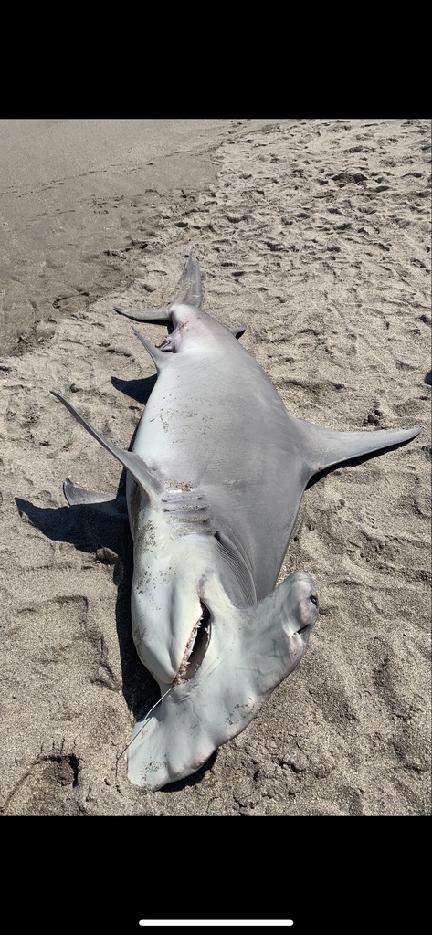 Great Hammerhead in March 2021 by Austin Campbell · iNaturalist