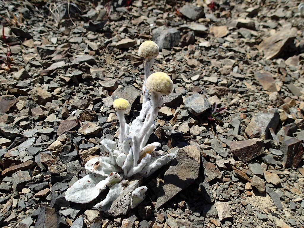Craspedia lanata from Korowai/Torlesse Tussocklands Park, Springfield ...