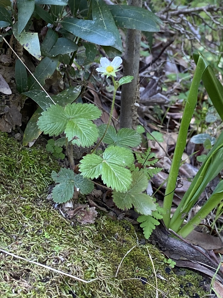 woodland strawberry from Wood Ln, Fairfax, CA, US on March 24, 2021 at ...