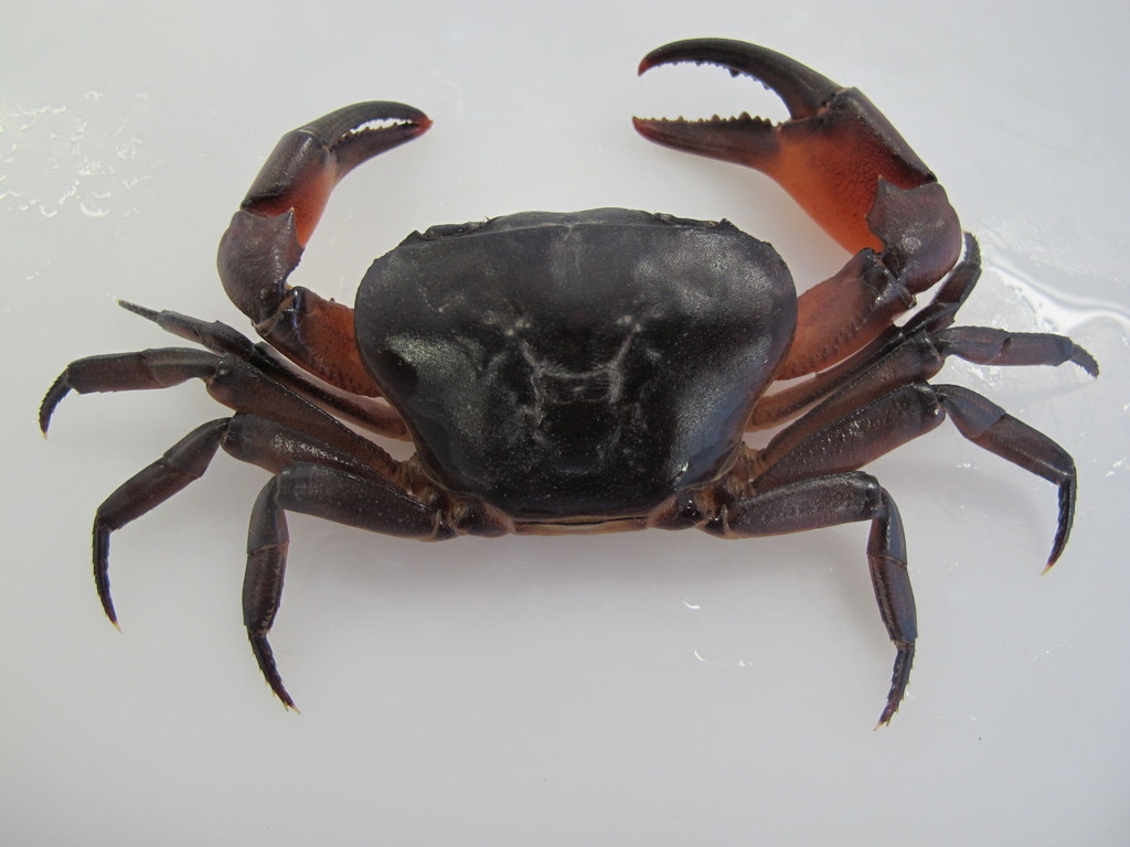 Gamtoos River Crab from South Cape DC, South Africa on February 26 ...
