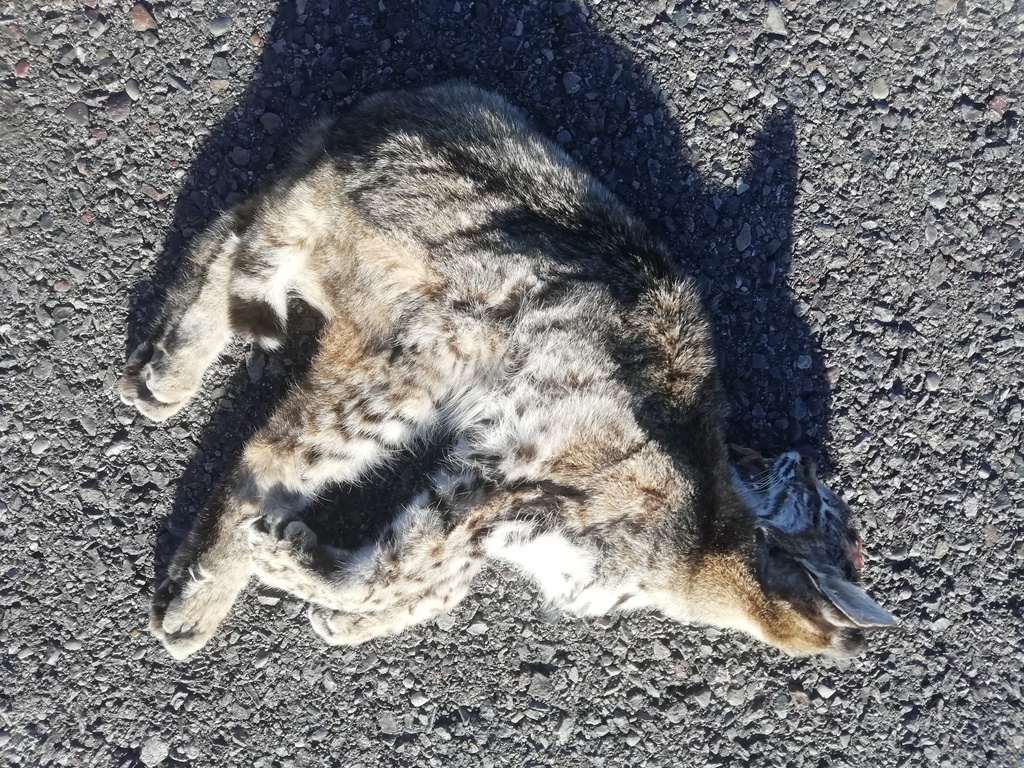 Bobcat from Guaymas, Son., México on March 01, 2021 at 04:50 PM by ...