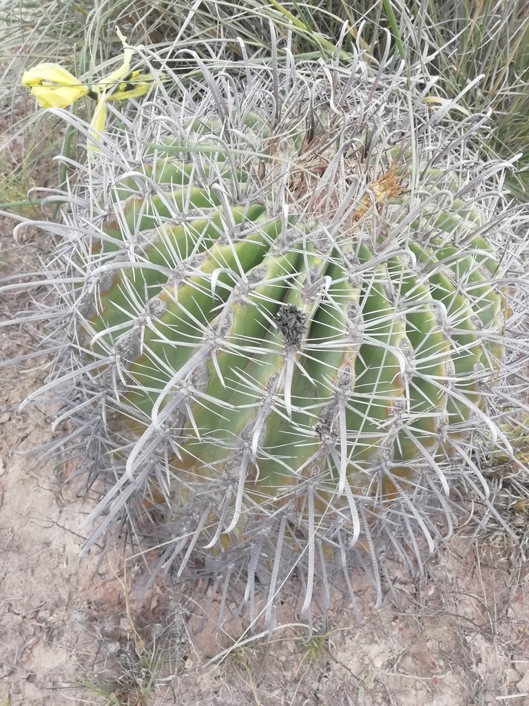 barrel cactuses in March 2021 by Holly Boom · iNaturalist