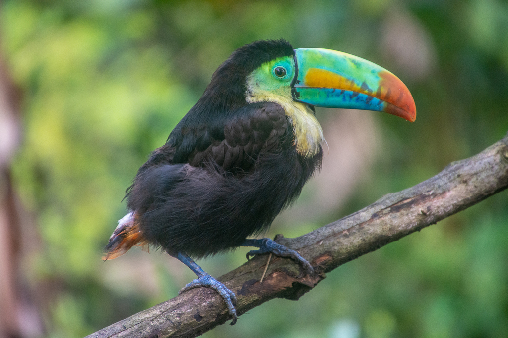 Keel-billed Toucan from Ciudad Perdida, Santa Marta, Magdalena ...