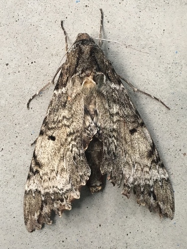 Tetrio Sphinx Moth (Pseudosphinx tetrio) · iNaturalist.org