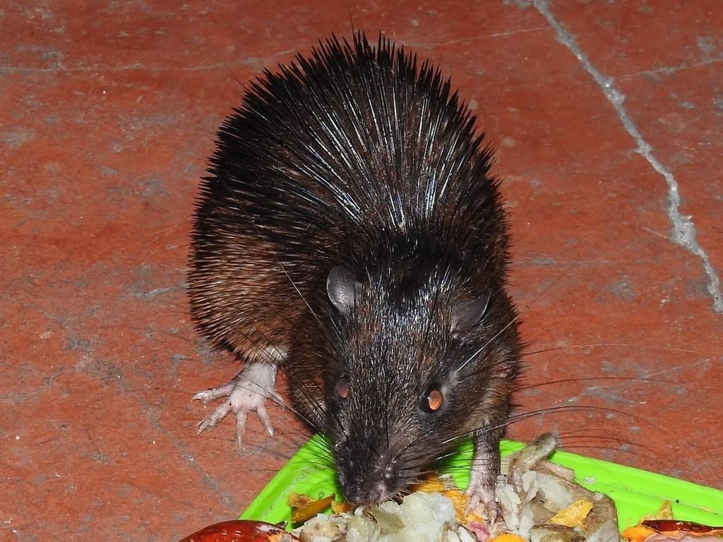 Armored Rat from Barbacoas, Nariño, Colombia on March 20, 2021 at 08:07 ...