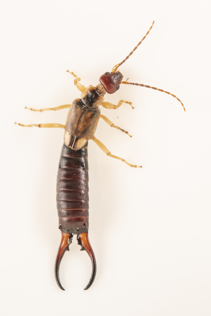 European Earwig Complex from Springtown, Livermore, CA 94551, USA on ...