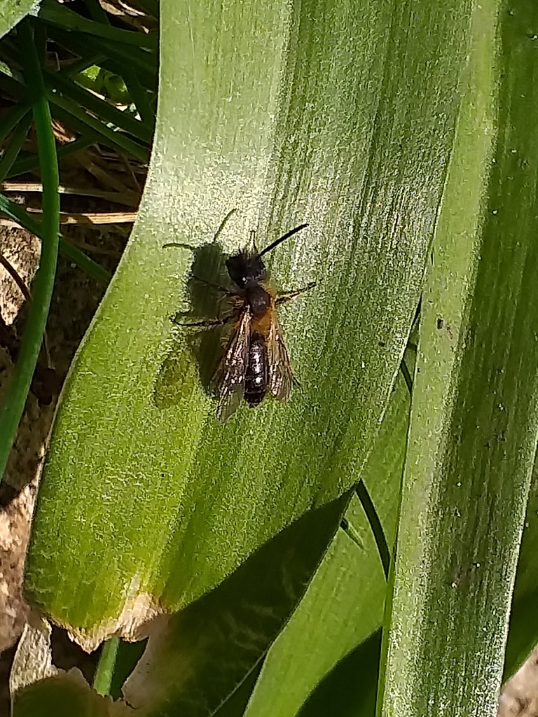 Mining Bees from Corn Market/Gloucester St, Faringdon SN7 7JA, UK on ...