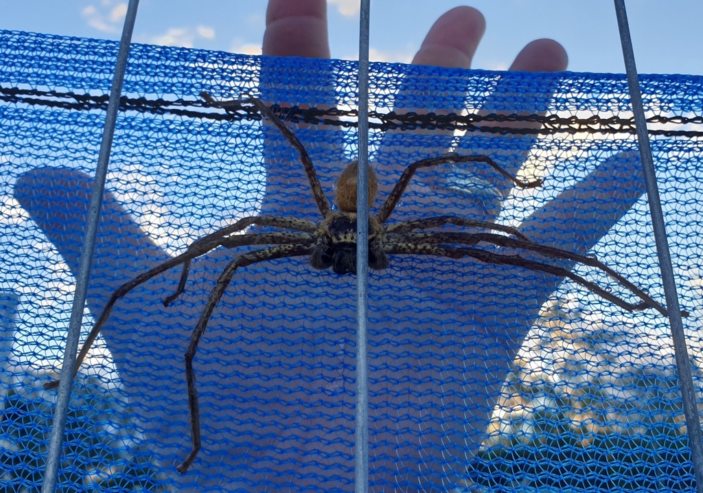 Golden Huntsman Spider in March 2021 by Kangaby Wildlife & Nature ...