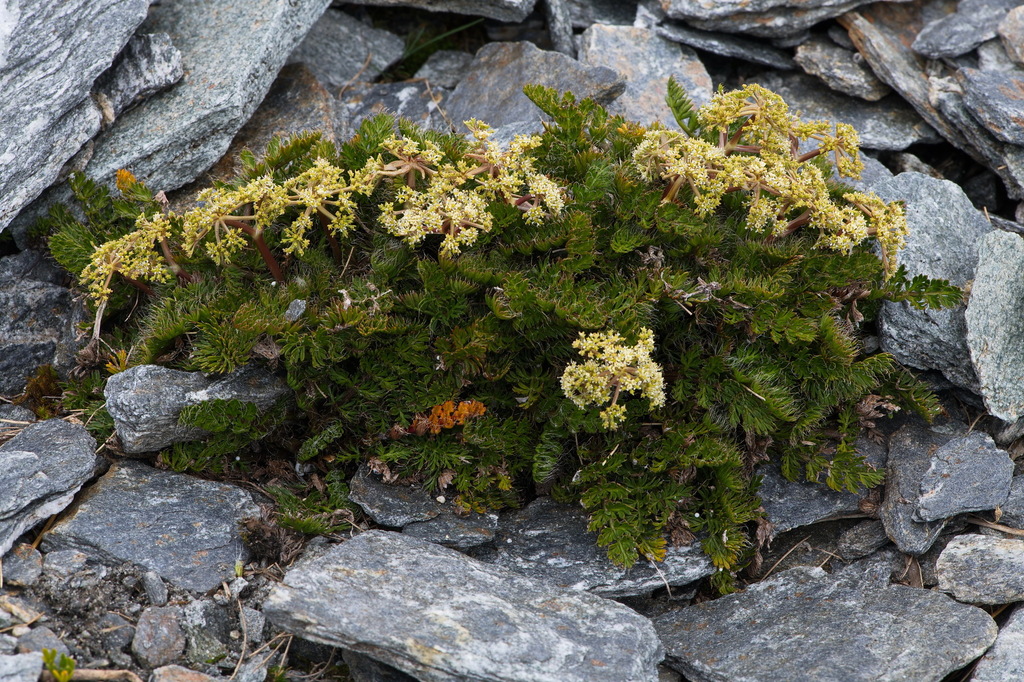 Anisotome flexuosa from Treble Cone, New Zealand on January 24, 2021 at ...