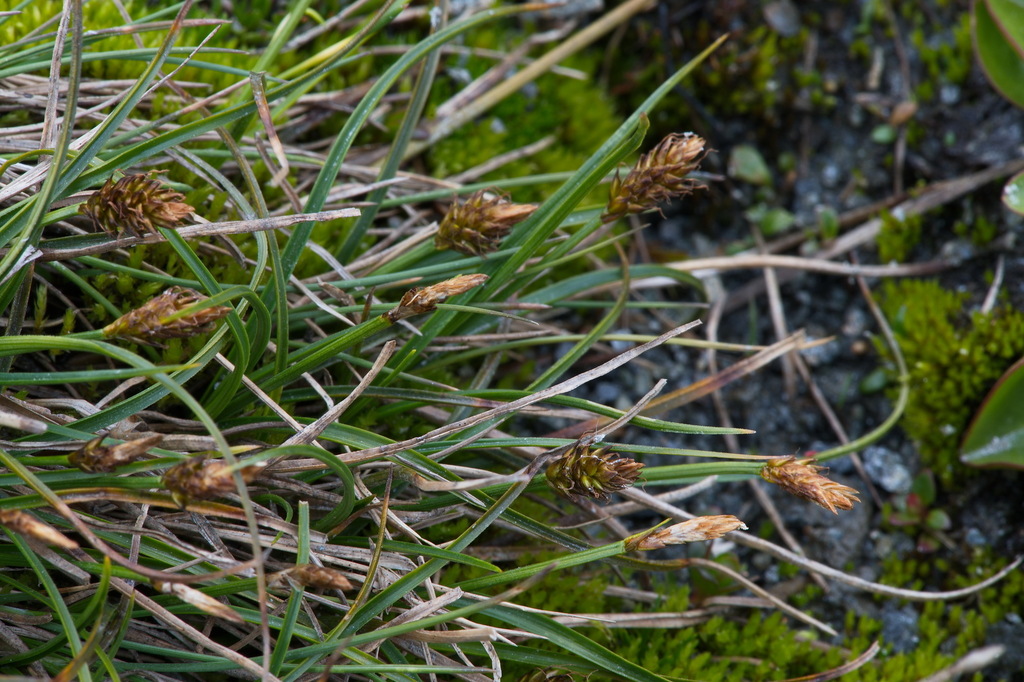 wire-head sedge from Treble Cone, New Zealand on January 24, 2021 at 09 ...