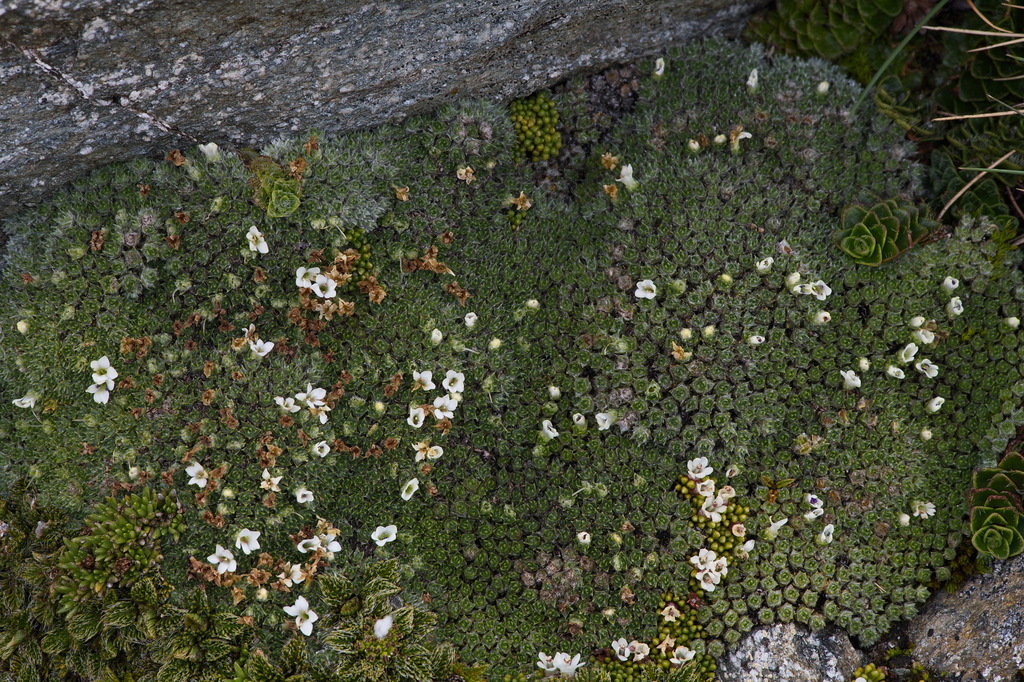 Veronica thomsonii from Treble Cone, New Zealand on January 24, 2021 at ...