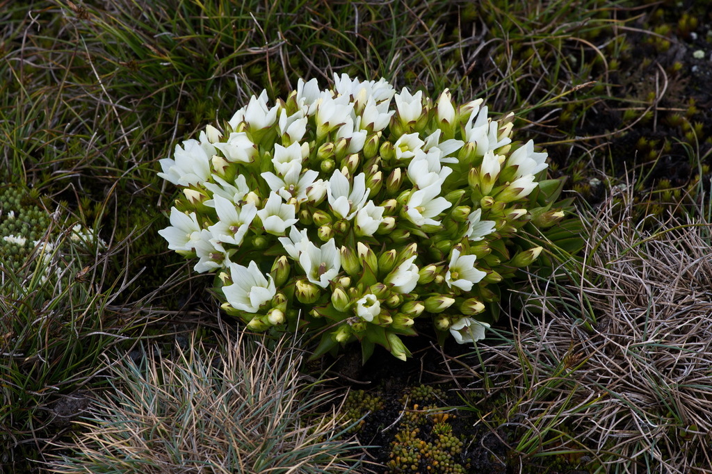 Gentianella divisa from Treble Cone, New Zealand on January 24, 2021 at ...