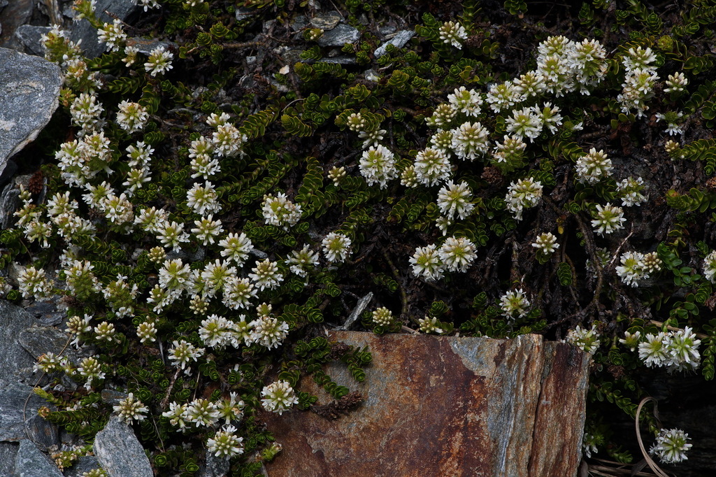 Veronica petriei from Treble Cone, New Zealand on January 24, 2021 at ...