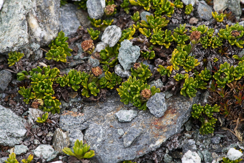 Leptinella pectinata wilcoxii from Treble Cone, New Zealand on January ...
