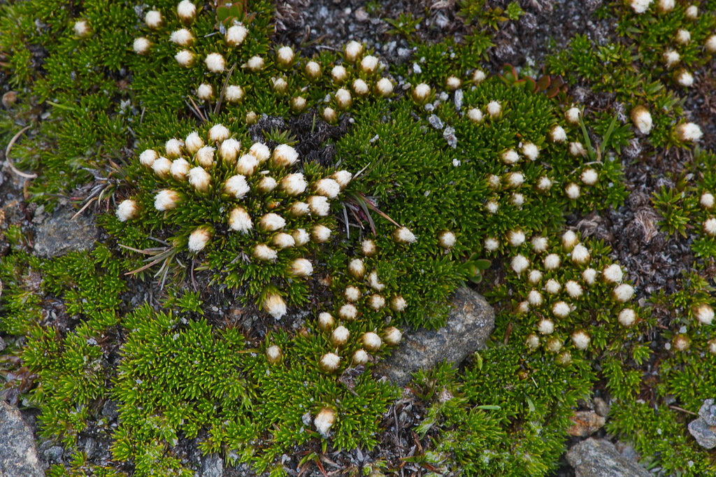 Raoulia subulata from Treble Cone, New Zealand on January 24, 2021 at ...