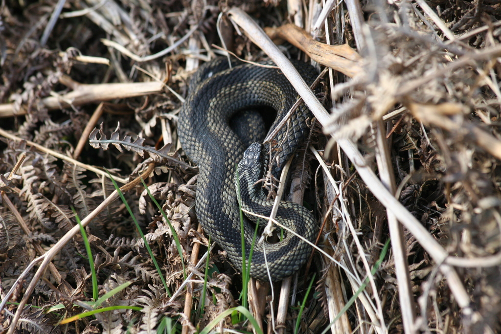 Adder in March 2021 by mick1303. Male · iNaturalist