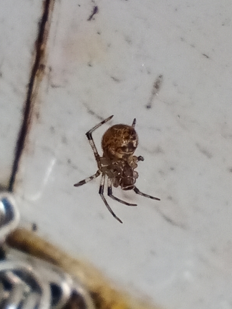 Silver-sided Sector Spider from Milnthorpe LA7 7FE, UK on March 25 ...