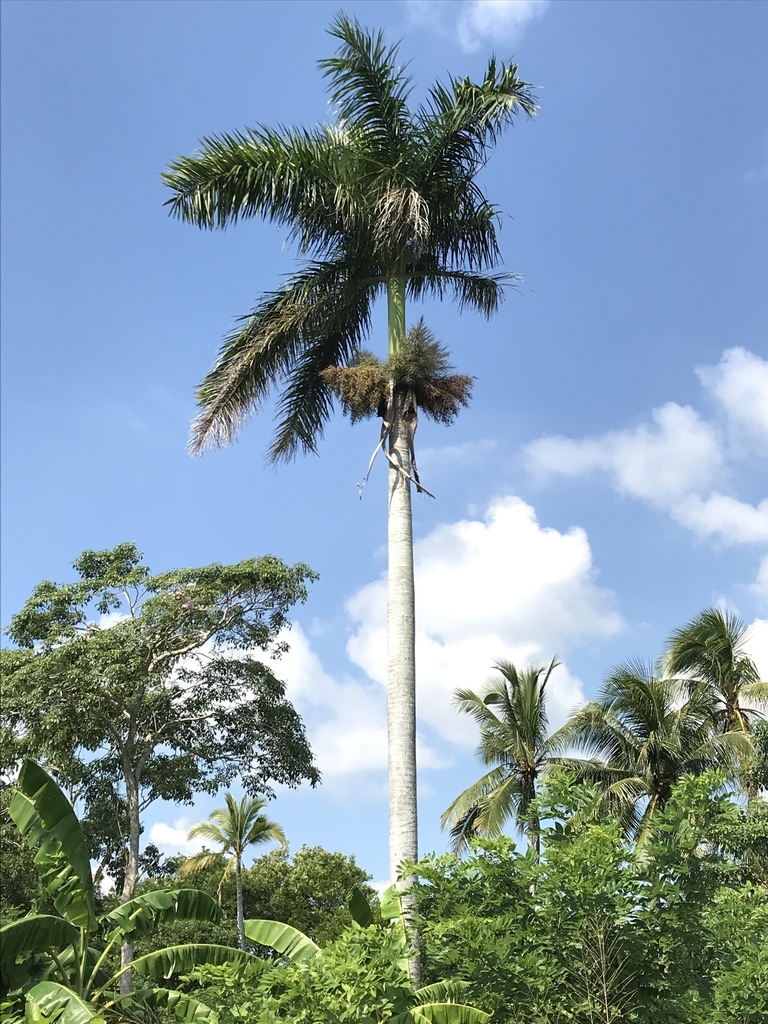 Royal Palm from Paraíso, TAB, Paraíso, TAB, MX on November 9, 2017 at ...