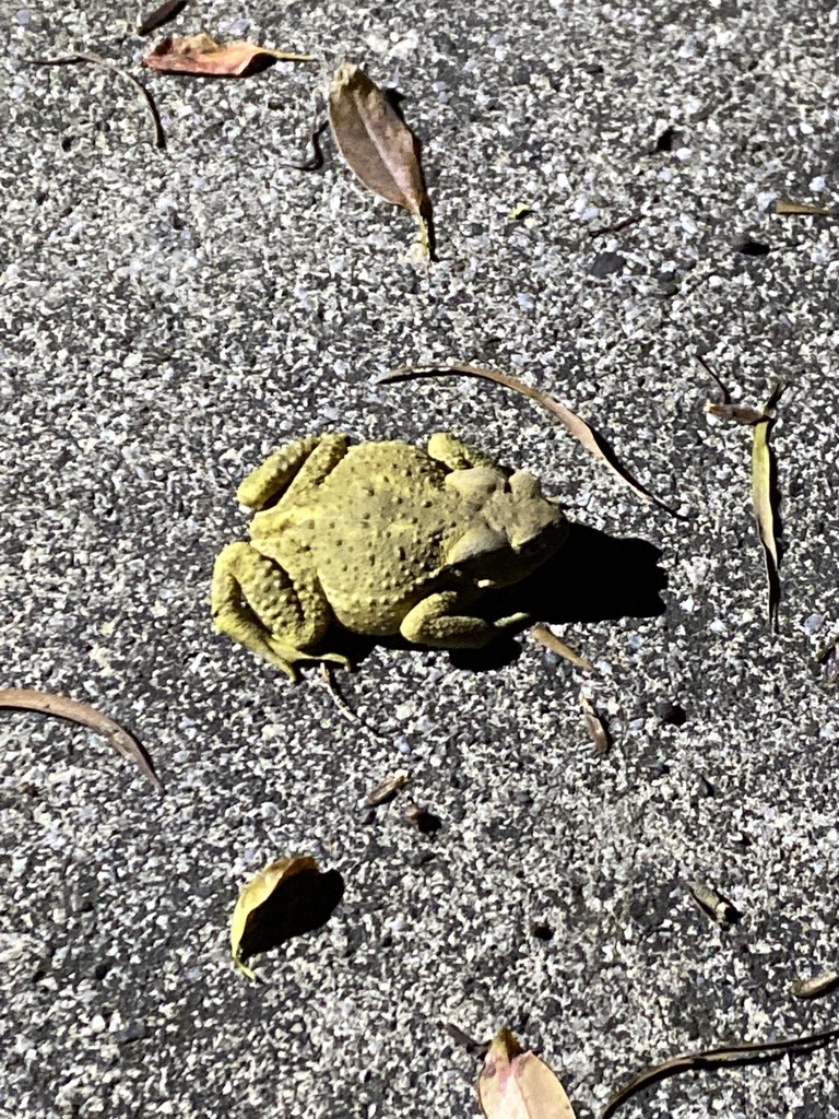 Taiwan Common Toad from Sindian, TW on March 25, 2021 at 07:48 PM by ...