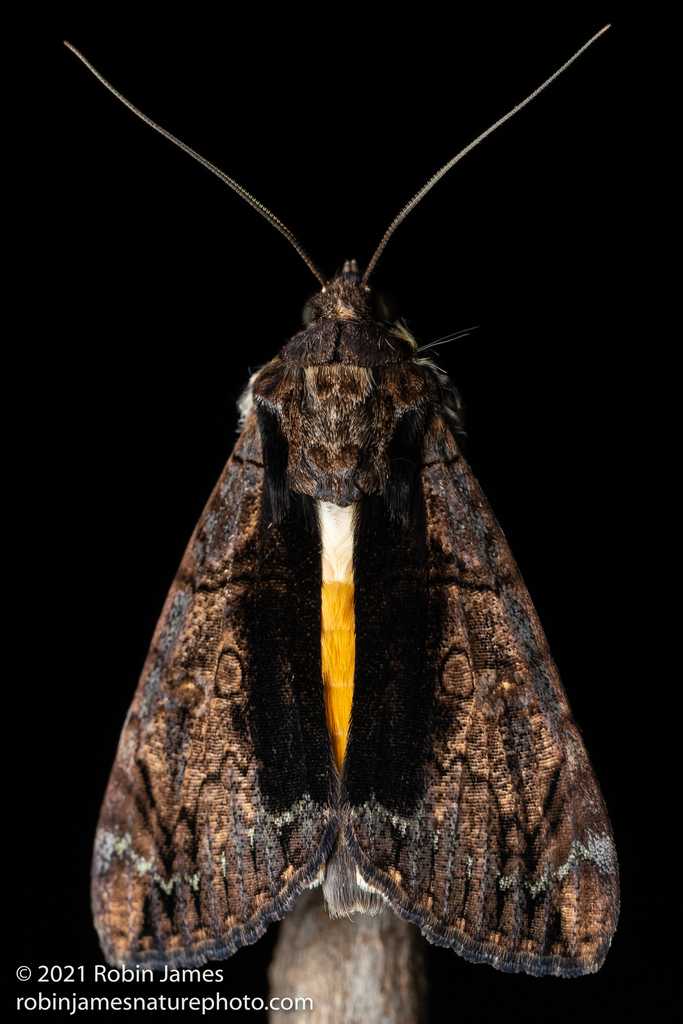 Underwings from Ruiru, Kenya on March 24, 2021 at 10:18 PM by Robin ...
