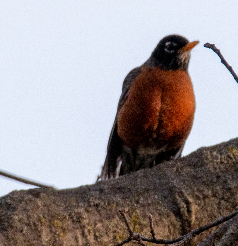 American Robin from 185 West St, Berea, OH 44017, USA on March 25, 2021 ...