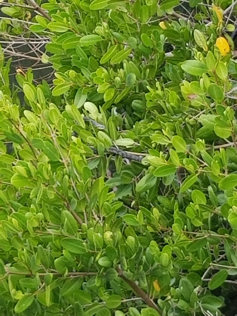 Snakes from Palm Harbor, FL 34683, USA on March 25, 2021 at 09:38 AM by ...