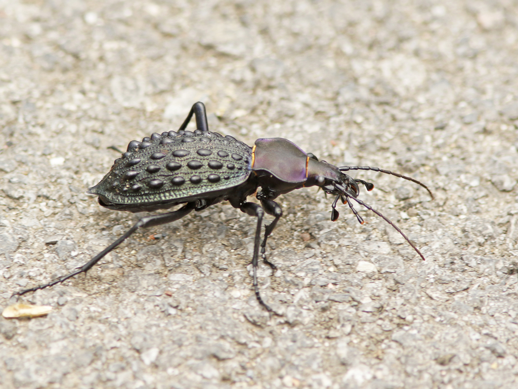 Carabus pustulifer from Longcanggou, Sichuan Province, China on May 17 ...
