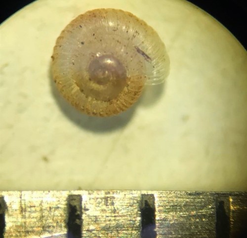 género Rotadiscus · NaturaLista Colombia