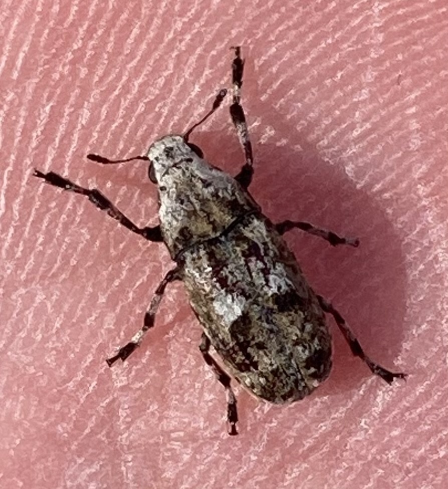 Marbled Fungus Weevil from Corning, NY, US on March 25, 2021 at 01:00 ...
