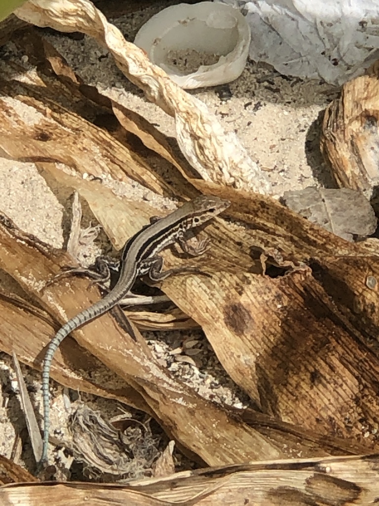 Saint Croix Ground Lizard in March 2021 by Sean Kelly · iNaturalist