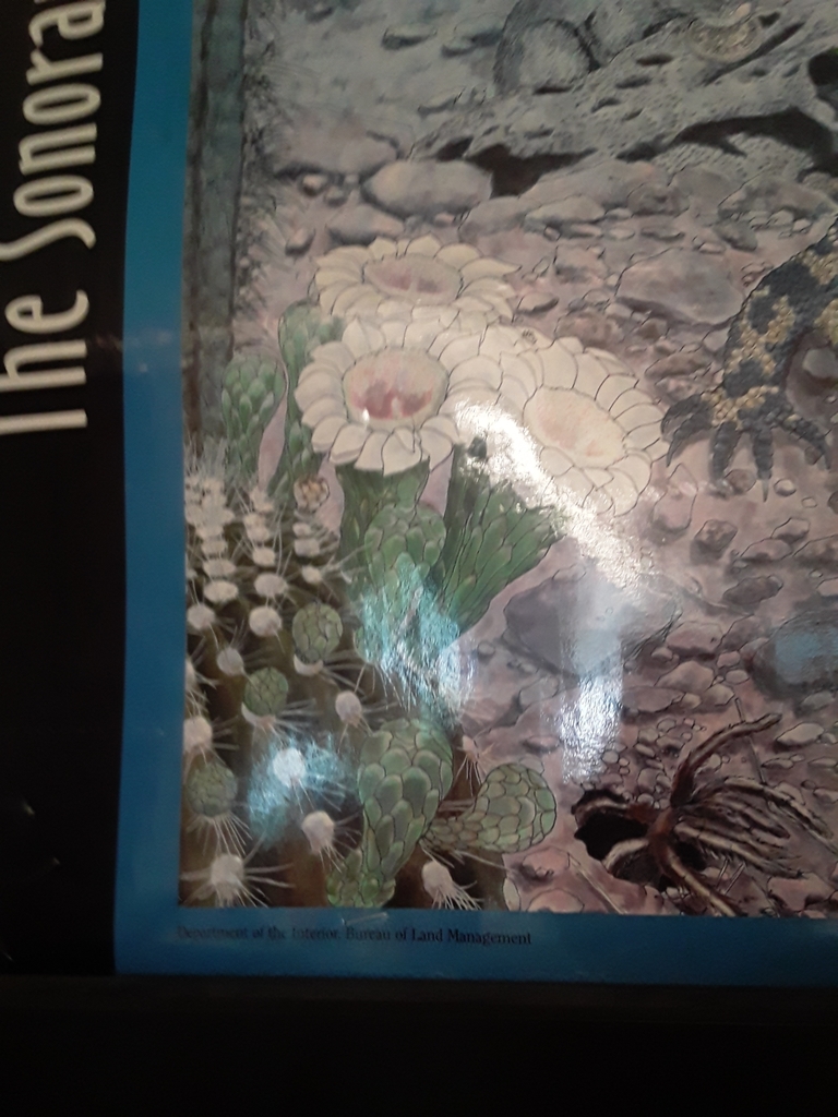 Something on March 25, 2021 at 03:42 PM by Jacob Diamond · iNaturalist