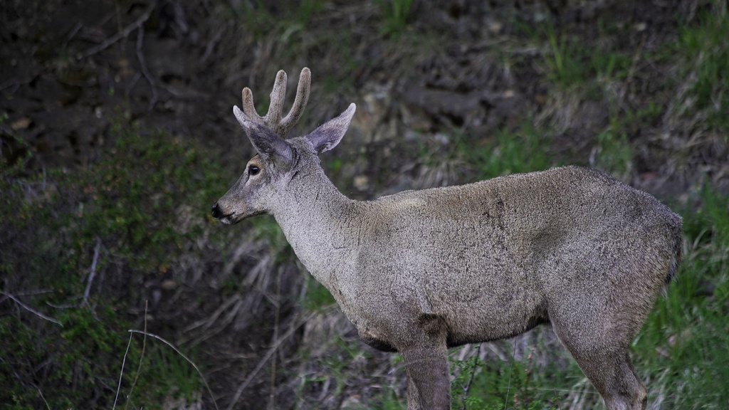 Huemul (Hippocamelus bisulcus) - Know Your Mammals