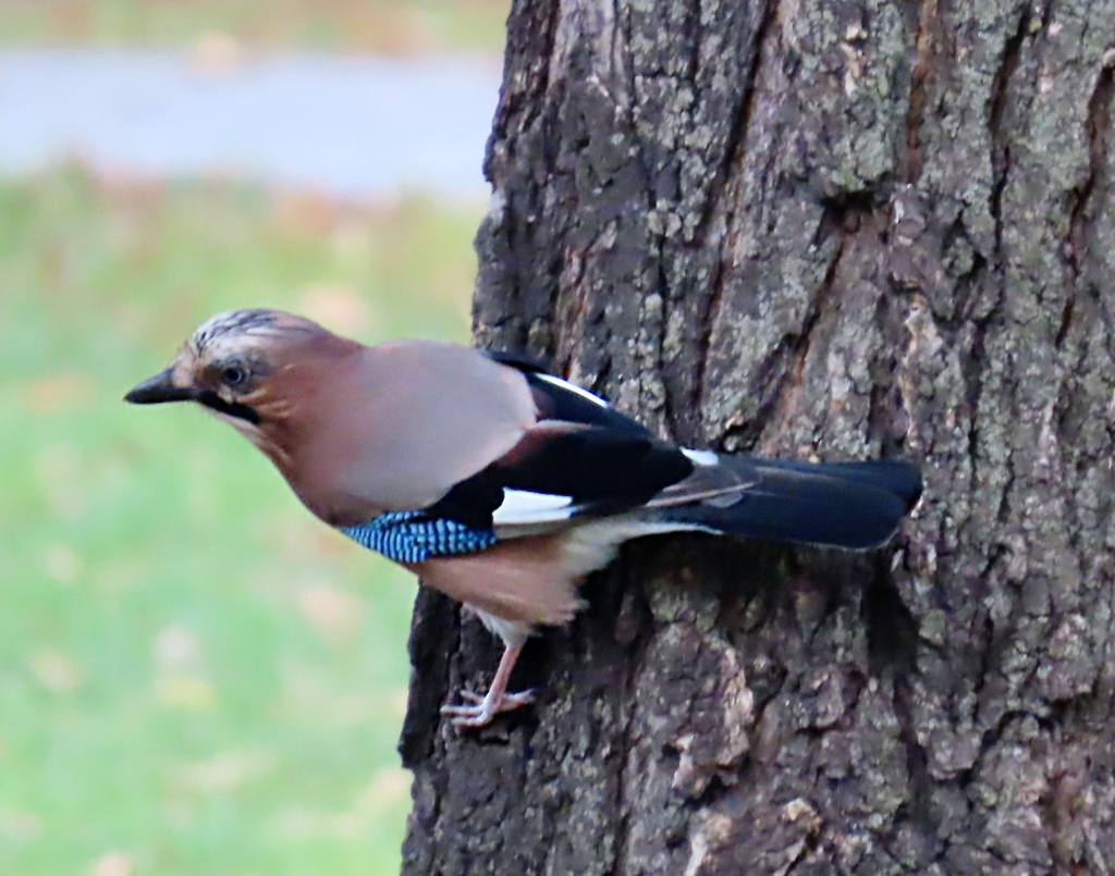 Eurasian Jay from Dev’yanosto P’yatyy Kvartal, Dnipropetrovsk, Ukraine ...
