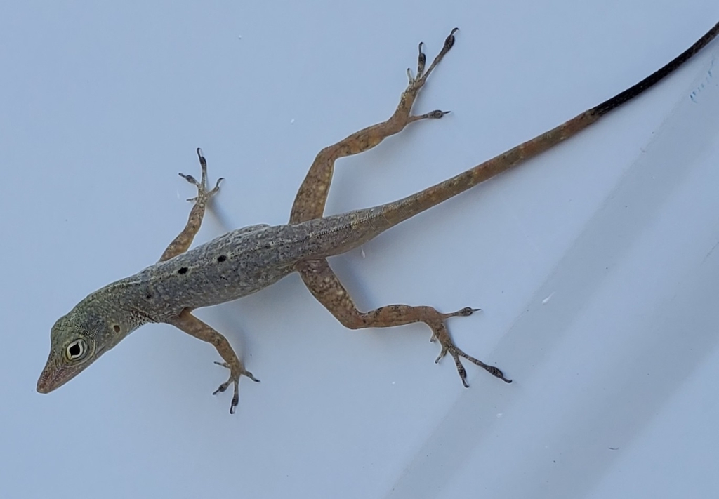 Banded Anole from 2-21 ESTATE FRYDENHOJ, St Thomas 00802, USVI on April ...