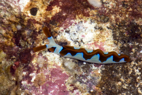 Thuridilla undula · iNaturalist