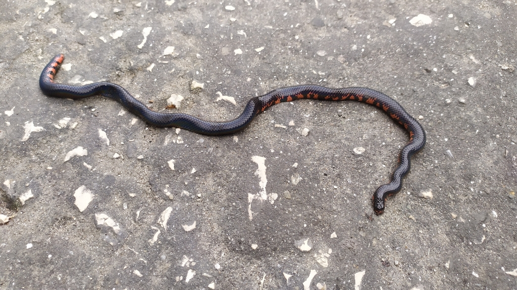 Black Pipe Snake from Patukuki on March 23, 2021 at 11:44 PM by ...